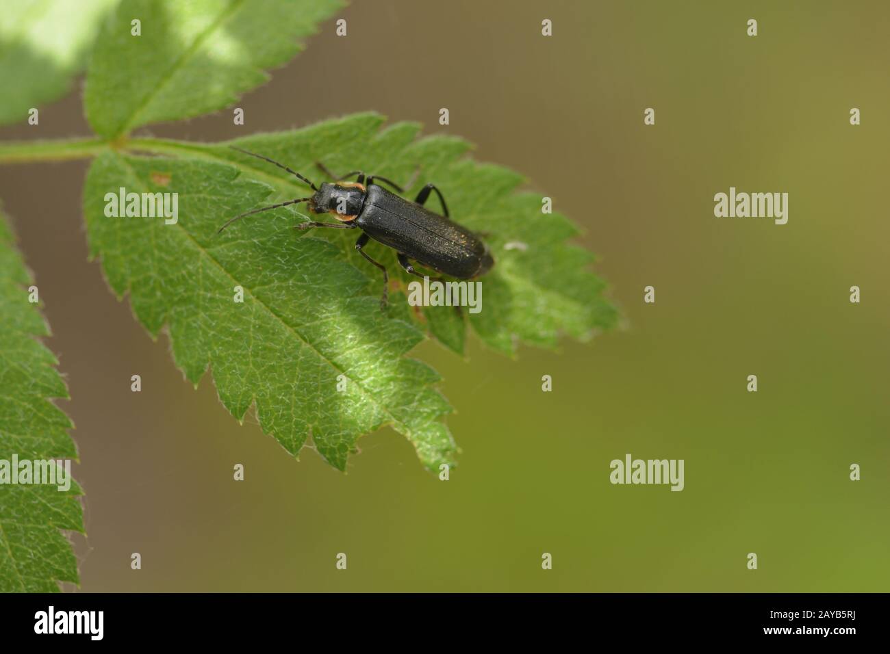 oak soft beetle Stock Photo - Alamy