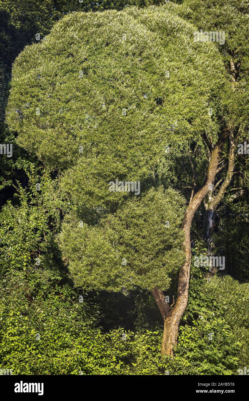 Study of a tree Stock Photo - Alamy