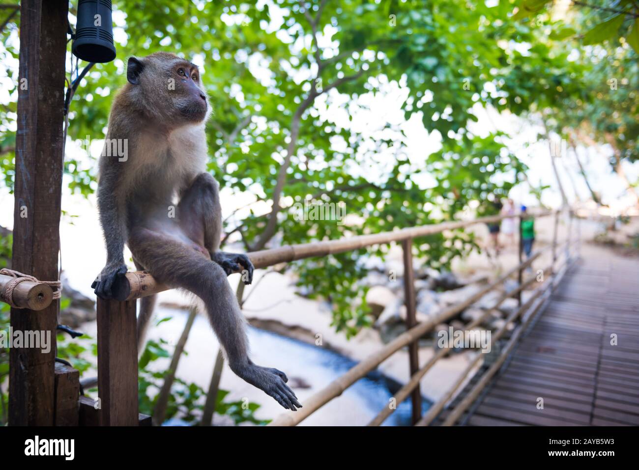 Sitting adult macaque monkey Stock Photo - Alamy