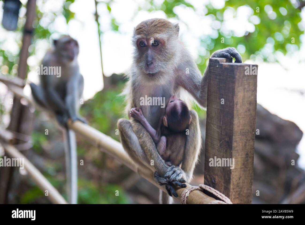 Macaque monkey with baby Stock Photo - Alamy