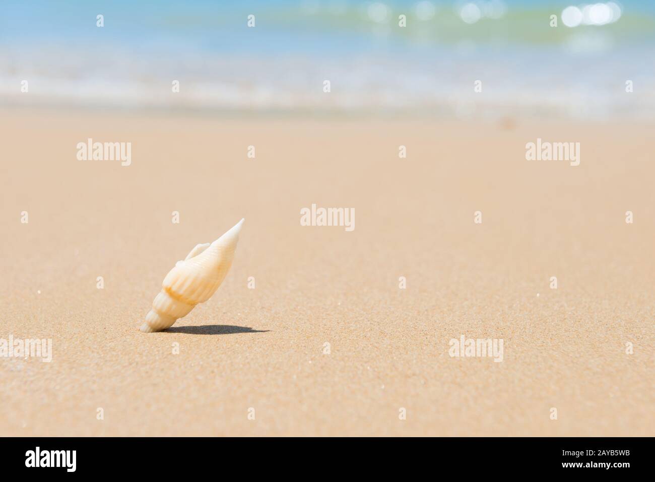 White sea shell on sand beach Stock Photo - Alamy