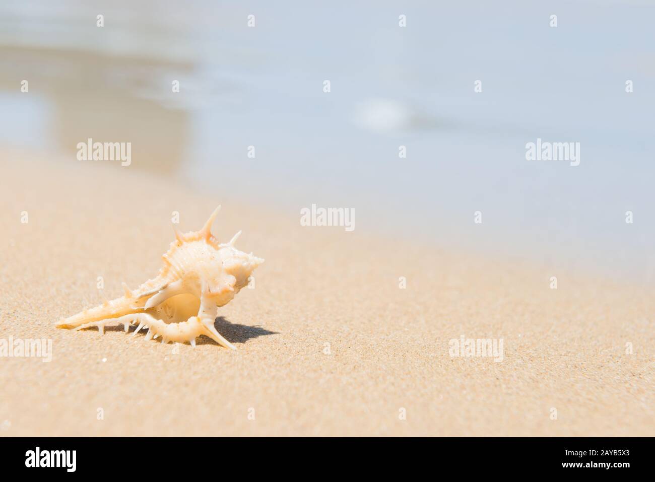 White shell sea hi-res stock photography and images - Alamy