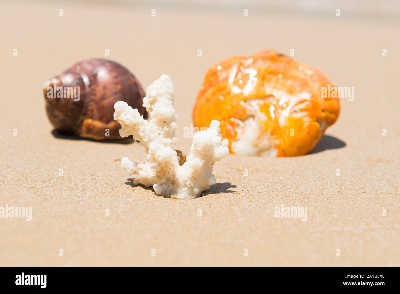 Sea shells and coral on sand beach Stock Photo - Alamy