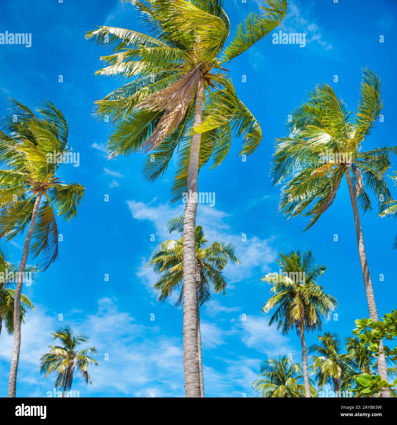 Beautiful tropical forest palm trees hi-res stock photography and ...