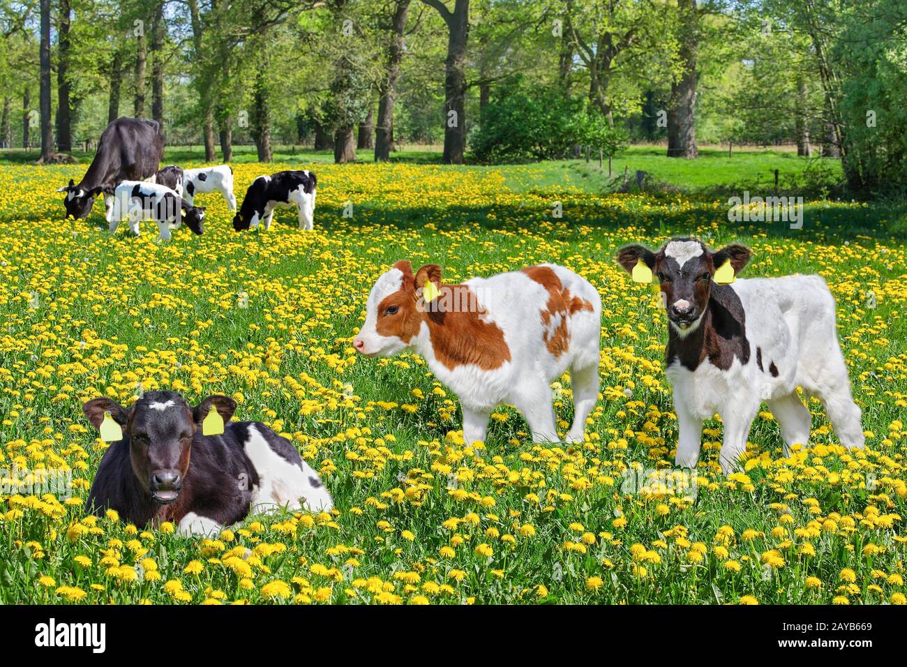 Many newborn calves with cow in blooming dutch meadow Stock Photo - Alamy