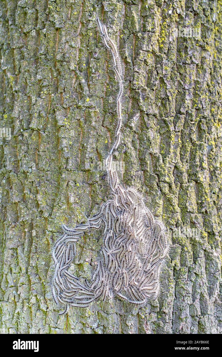 Oak processional caterpillar hi-res stock photography and images - Alamy