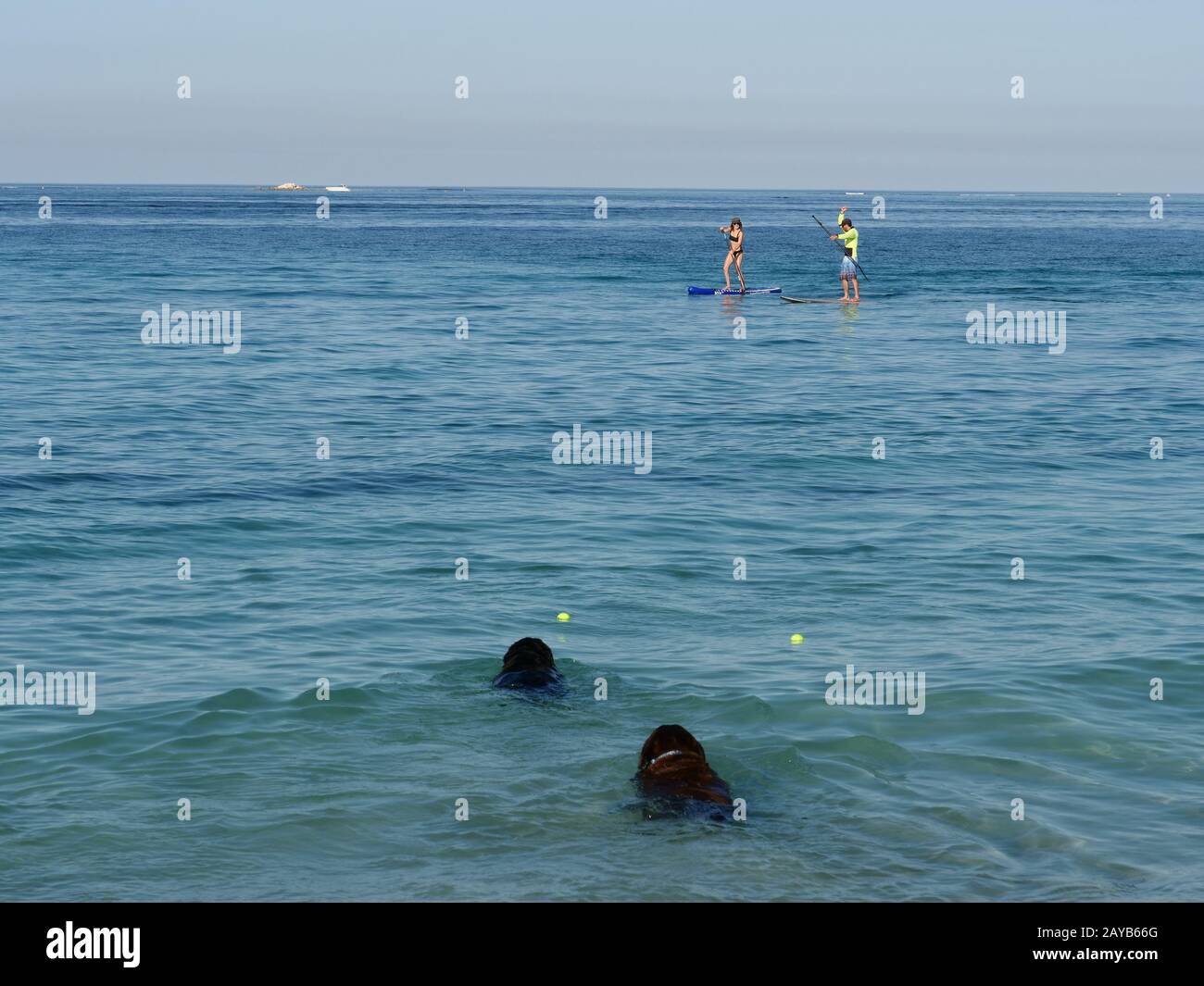 Whitford dog beach perth australia hi-res stock photography and images ...