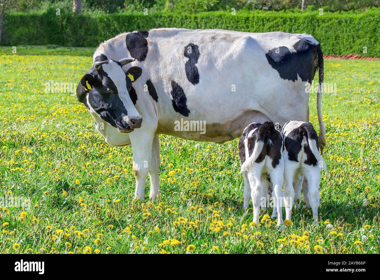 Mother cow looks at drinking twin calves in meadow Stock Photo - Alamy