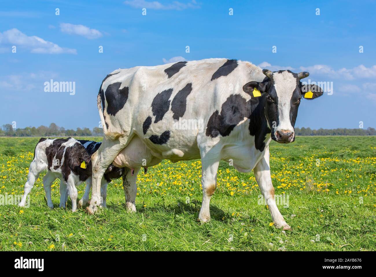 Mother cow with drinking calves in european meadow Stock Photo - Alamy