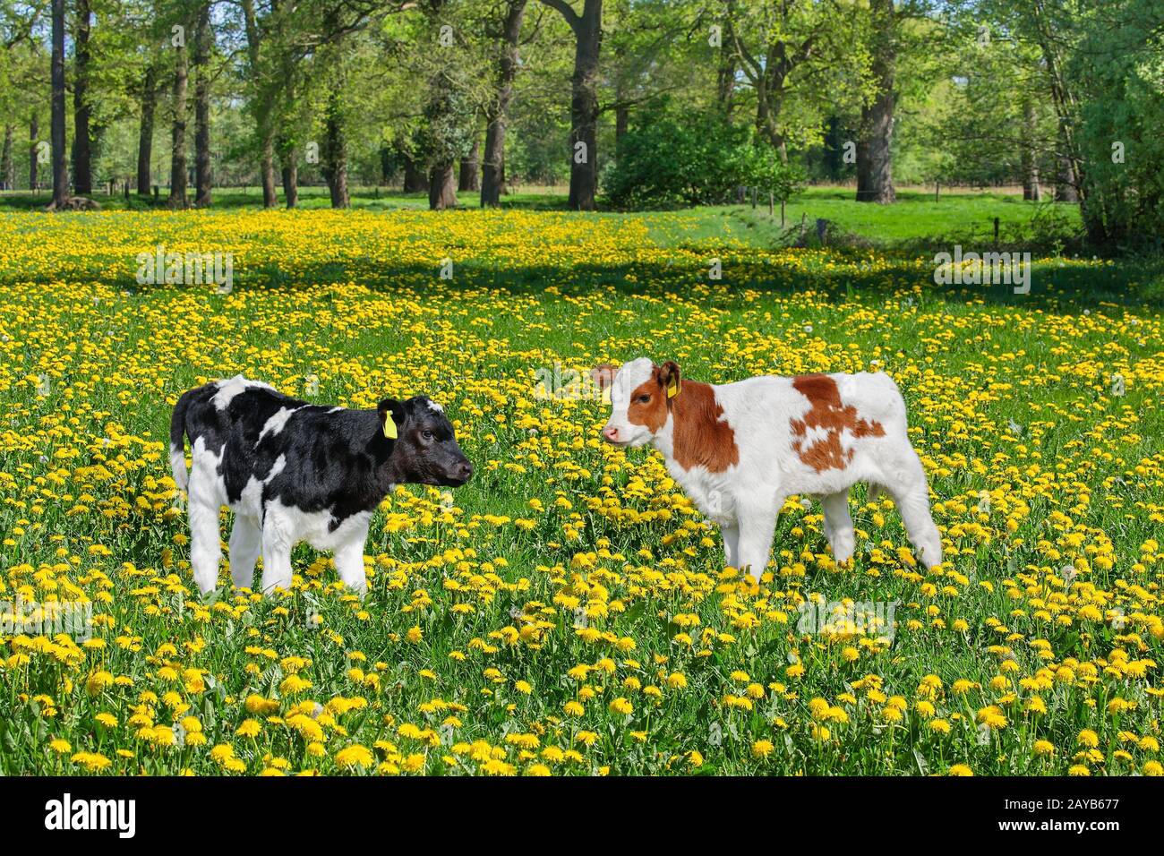 Newborn calves hi-res stock photography and images - Alamy