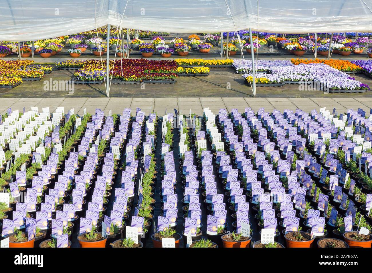 Many plants with price tags in dutch garden center Stock Photo - Alamy