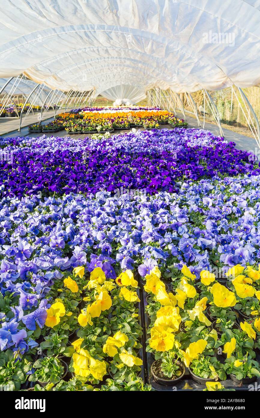 Colorful greenhouse High Resolution Stock Photography and Images - Alamy