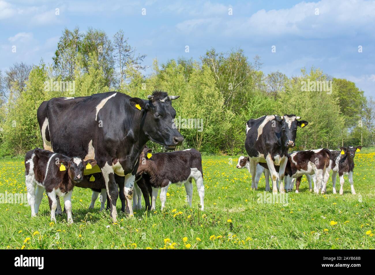 Many calves drinking from two cows in dutch meadow Stock Photo - Alamy