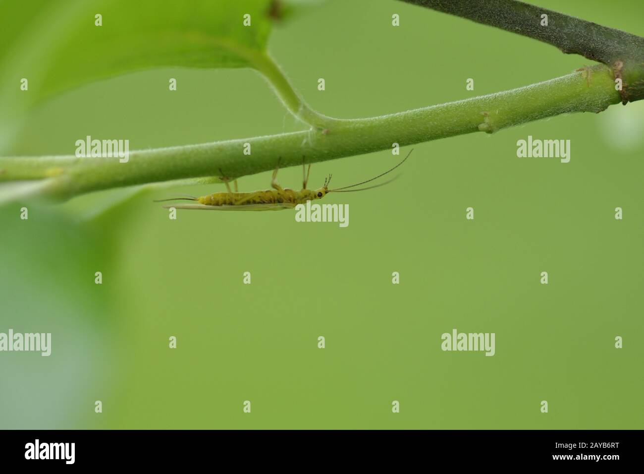 Lacewing garden hi-res stock photography and images - Alamy