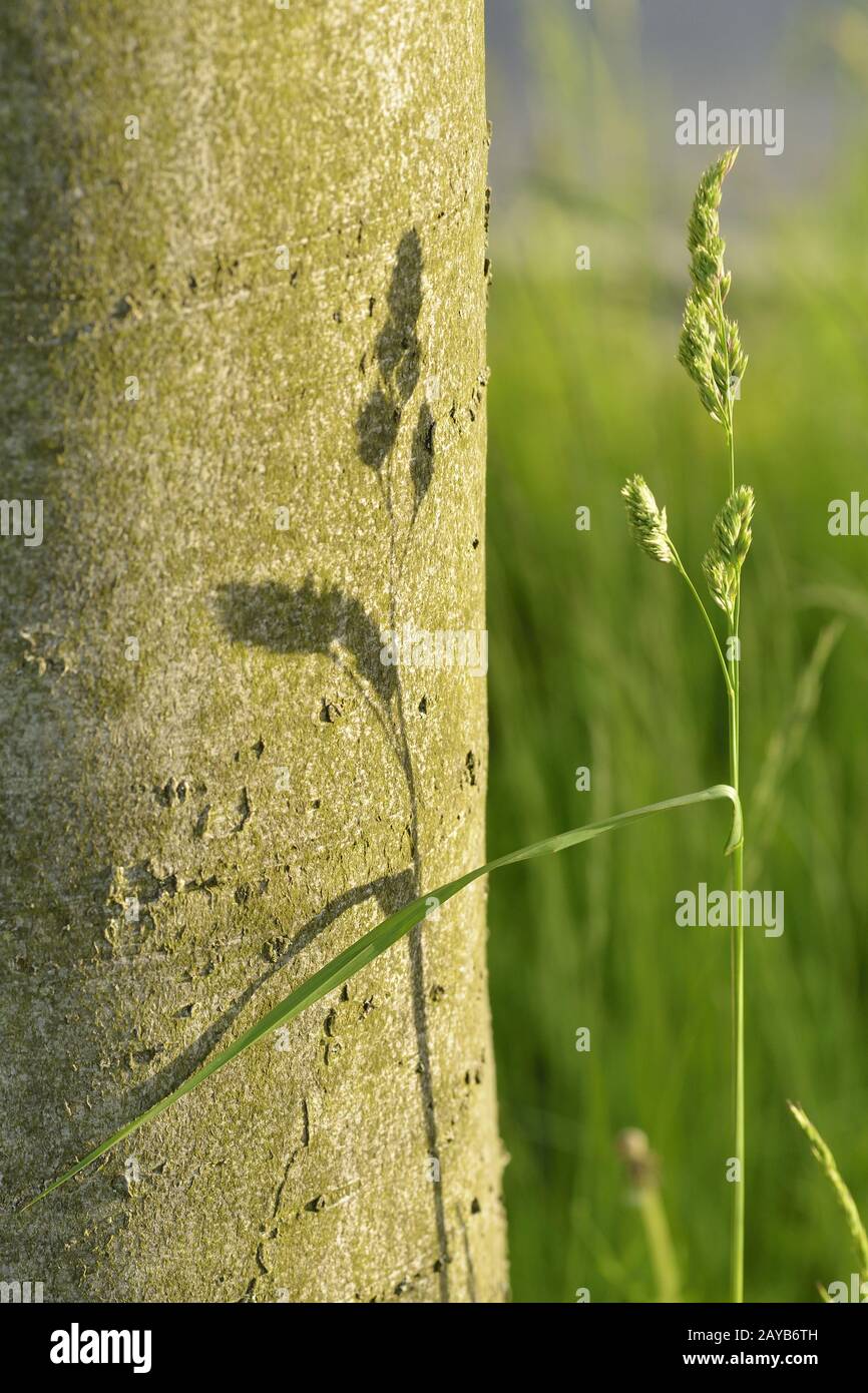 Cocksfoot dactylis glomerata green grass hi-res stock photography and ...