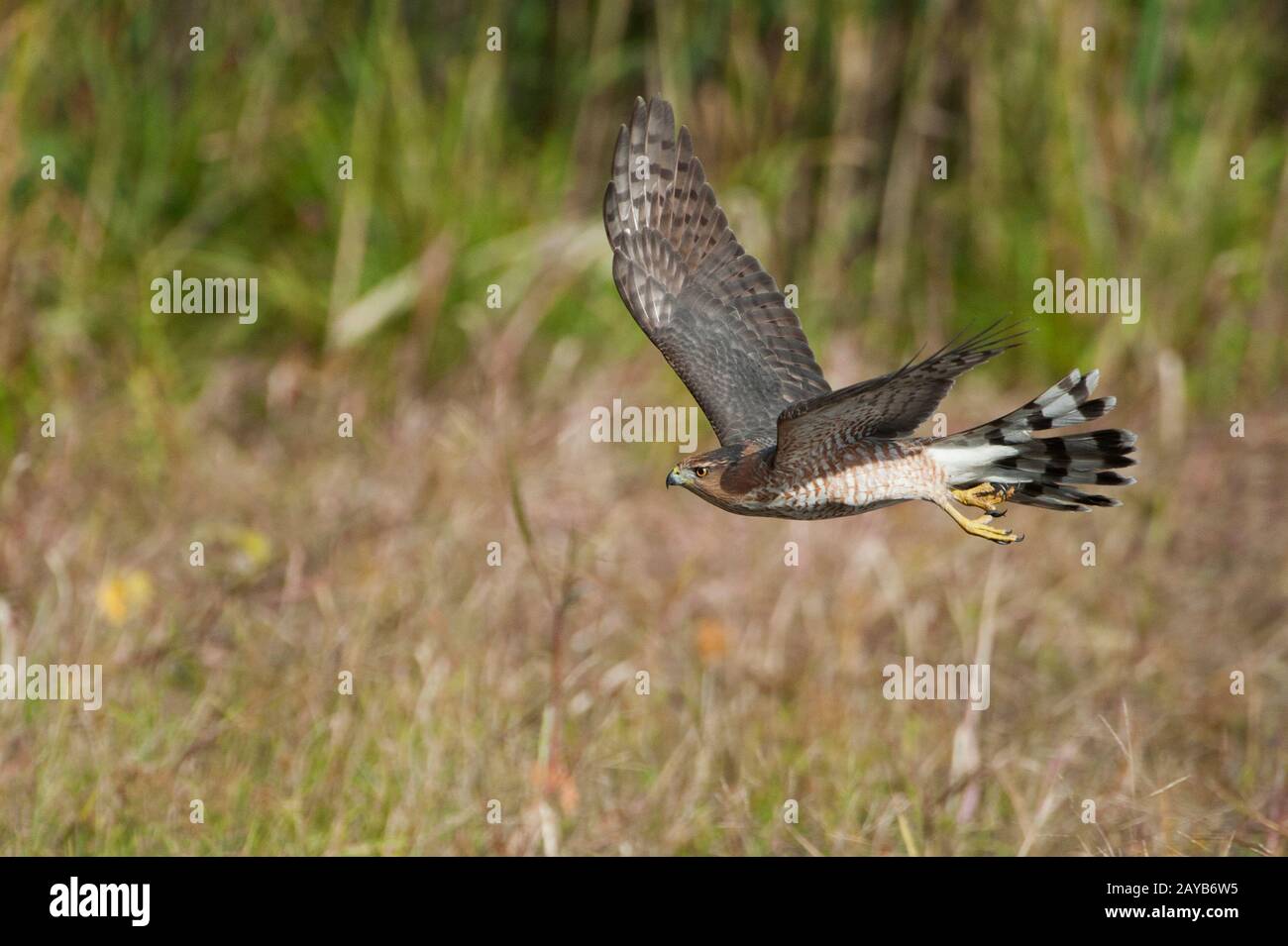 Cooper's hawk in flight Stock Photo - Alamy