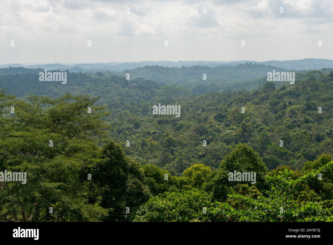 Overview of the regenerated rainforest (secondary) at Samboja near ...