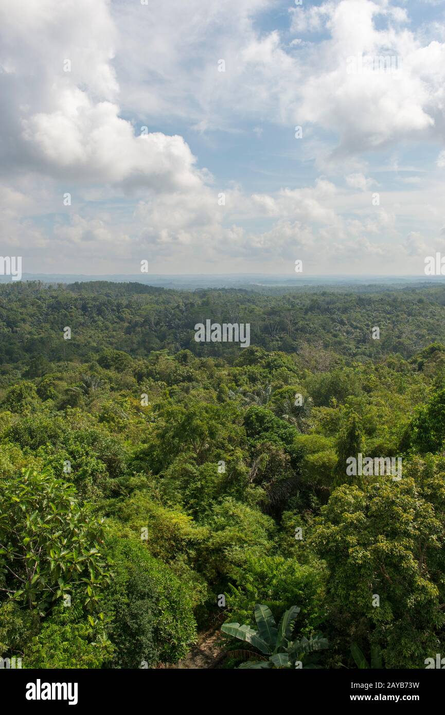 Overview of the regenerated rainforest (secondary) at Samboja near ...