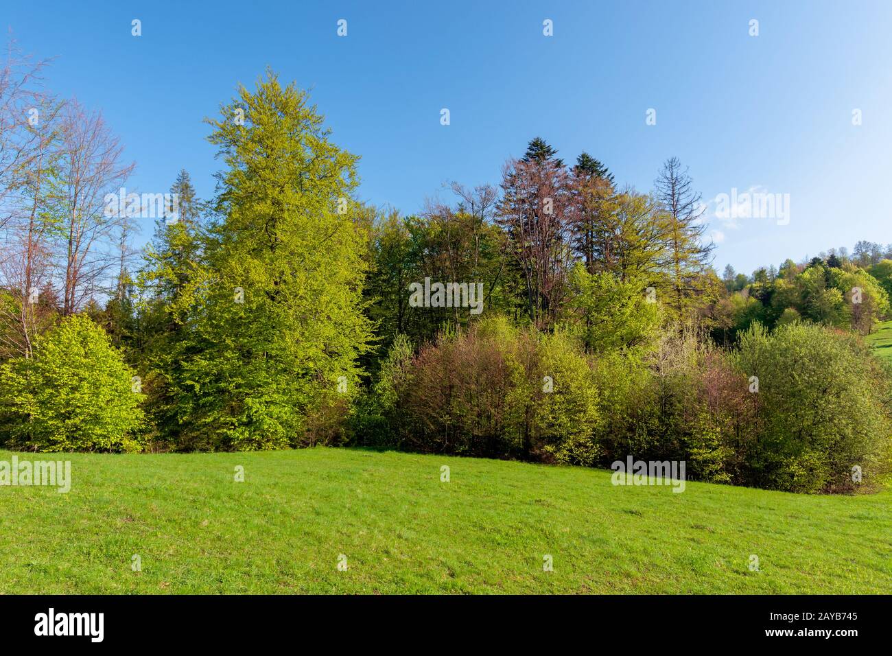 forest on the hill in spring. beautiful nature scenery on a sunny day ...