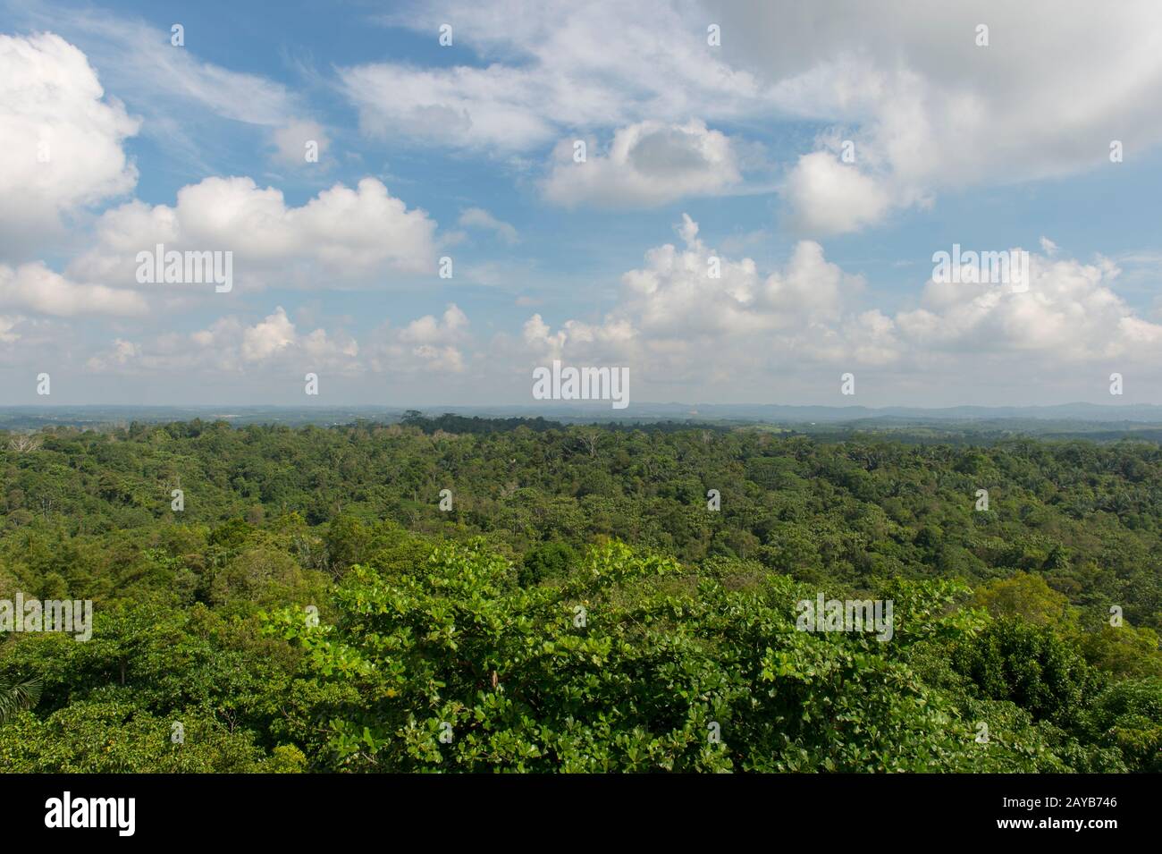 Overview of the regenerated rainforest (secondary) at Samboja near ...