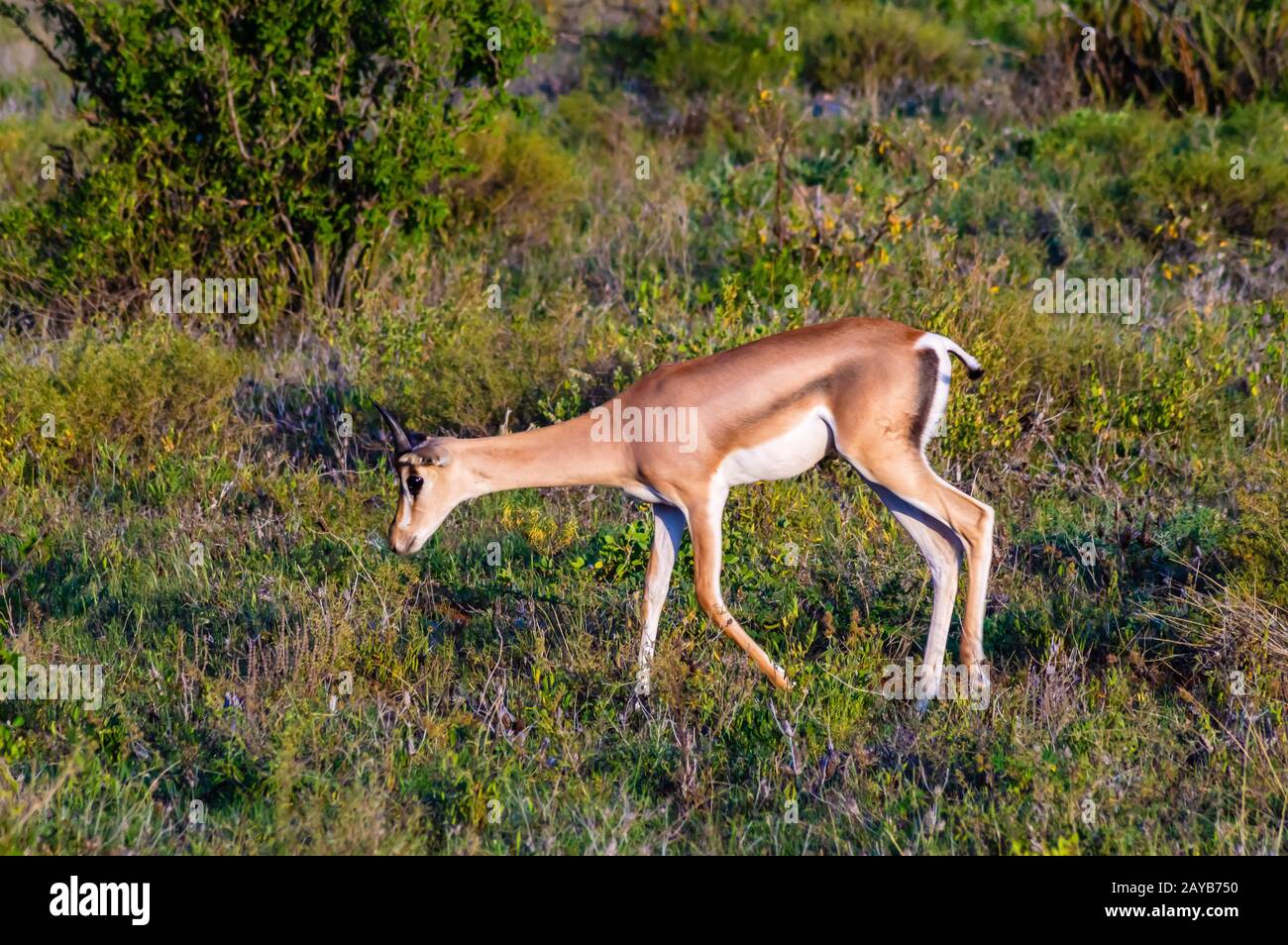 Springbok grazing hi-res stock photography and images - Alamy
