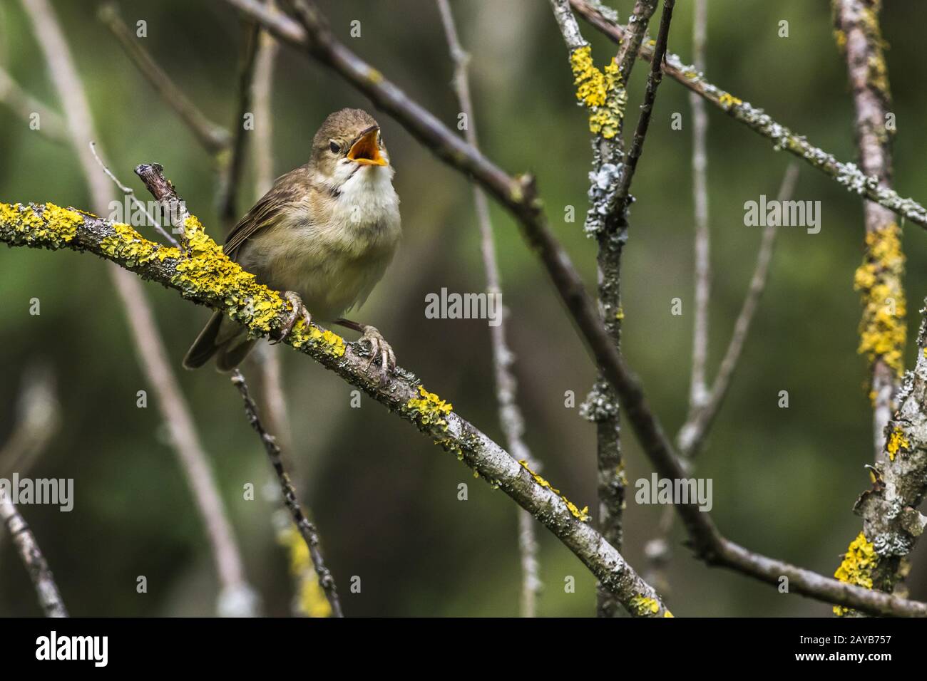 European reed warbler (Acrosephalus scirpaceus Stock Photo - Alamy