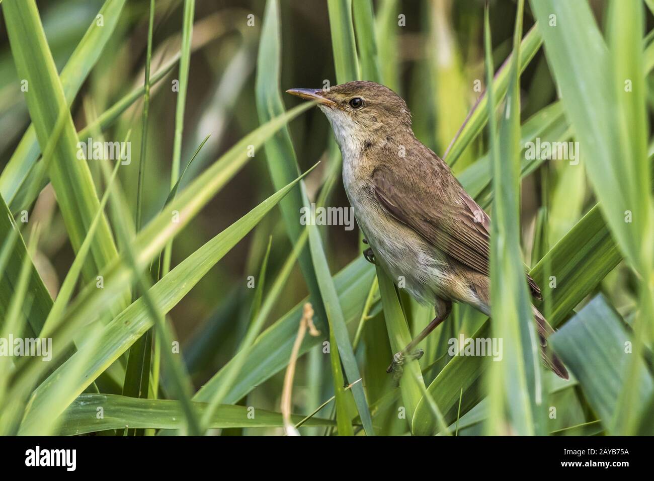 European reed warbler (Acrosephalus scirpaceus Stock Photo - Alamy