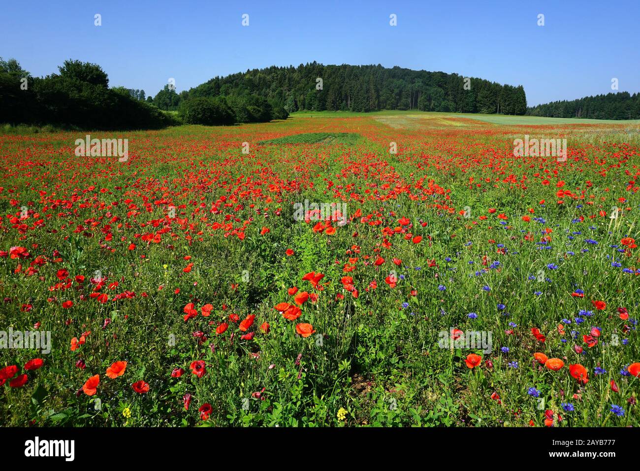 Landscape on the Swabian Alb with corn rose Stock Photo - Alamy
