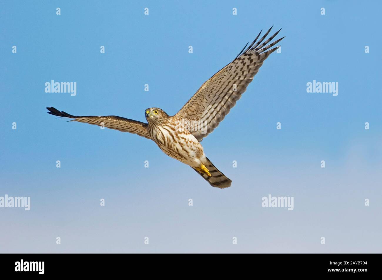 Coopers Hawk In Flight High Resolution Stock Photography and Images - Alamy