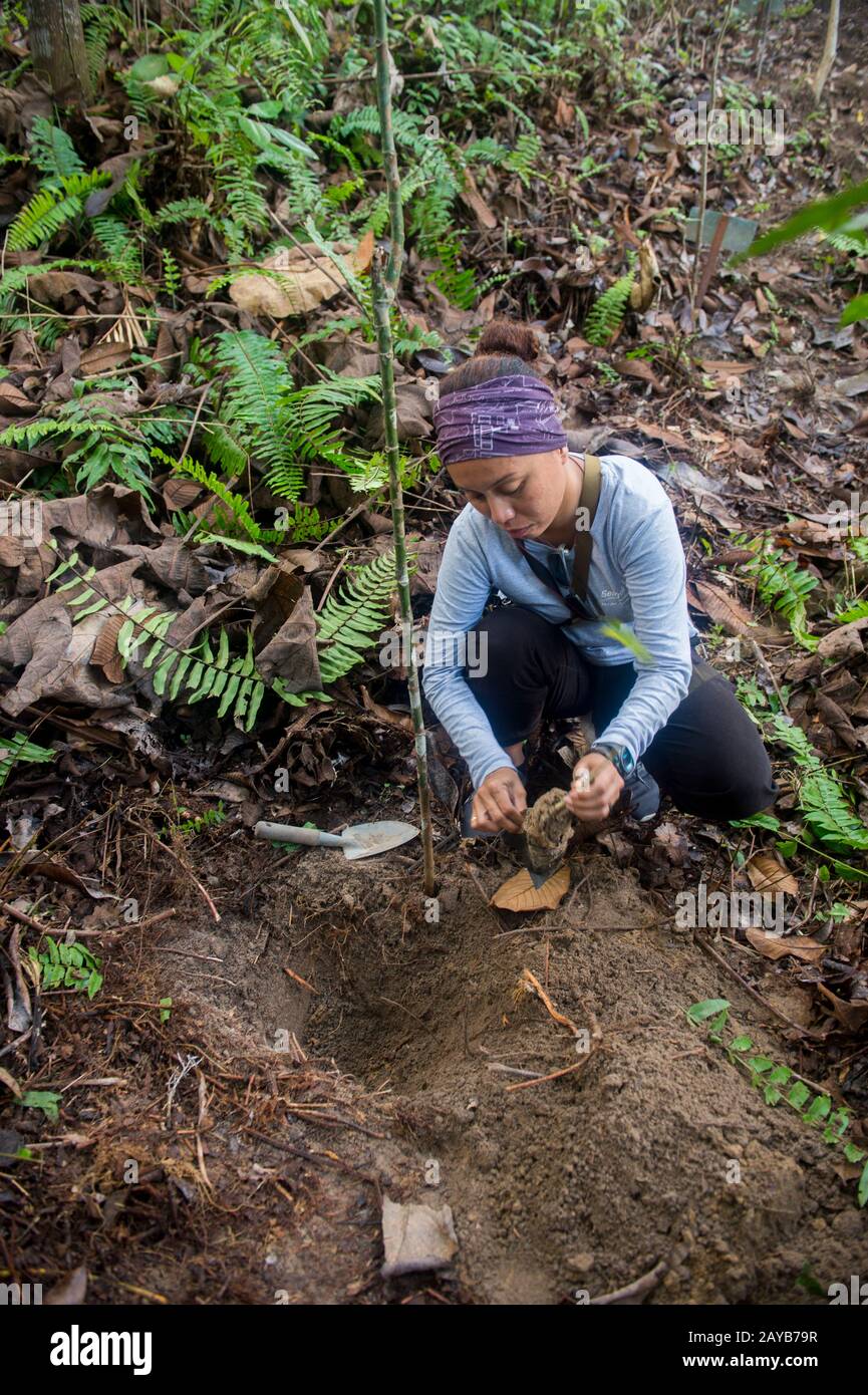 Tourists participating in the tree planting program to regenerate the ...