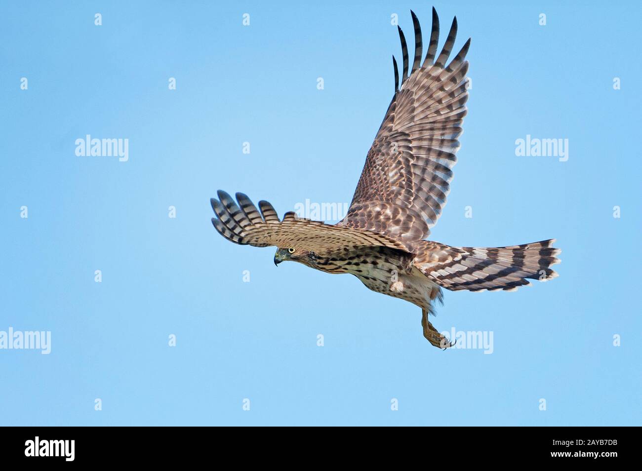 Juvenile Cooper's hawk in flight Stock Photo - Alamy