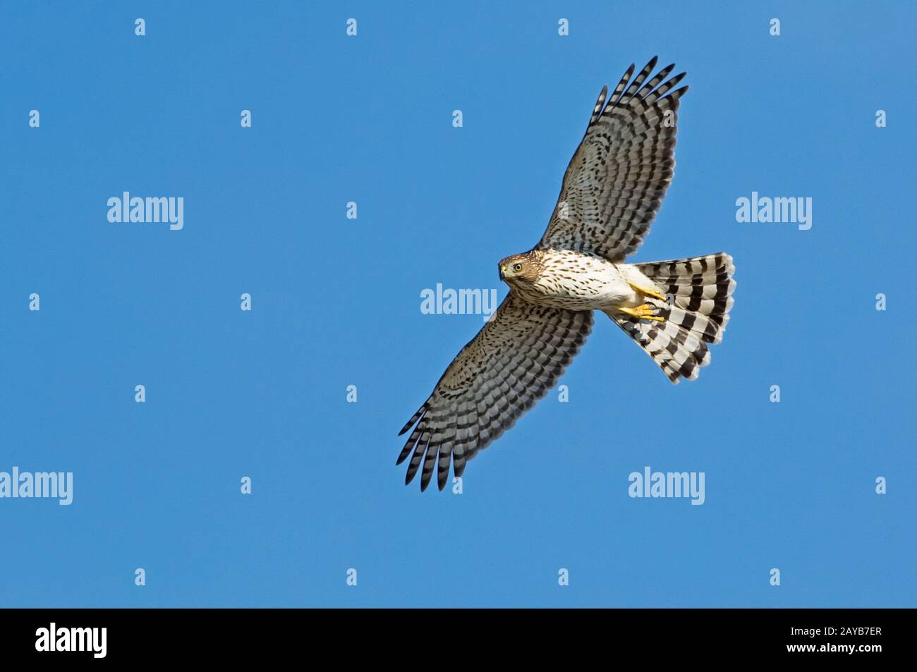 Juvenile Cooper's hawk in flight Stock Photo - Alamy