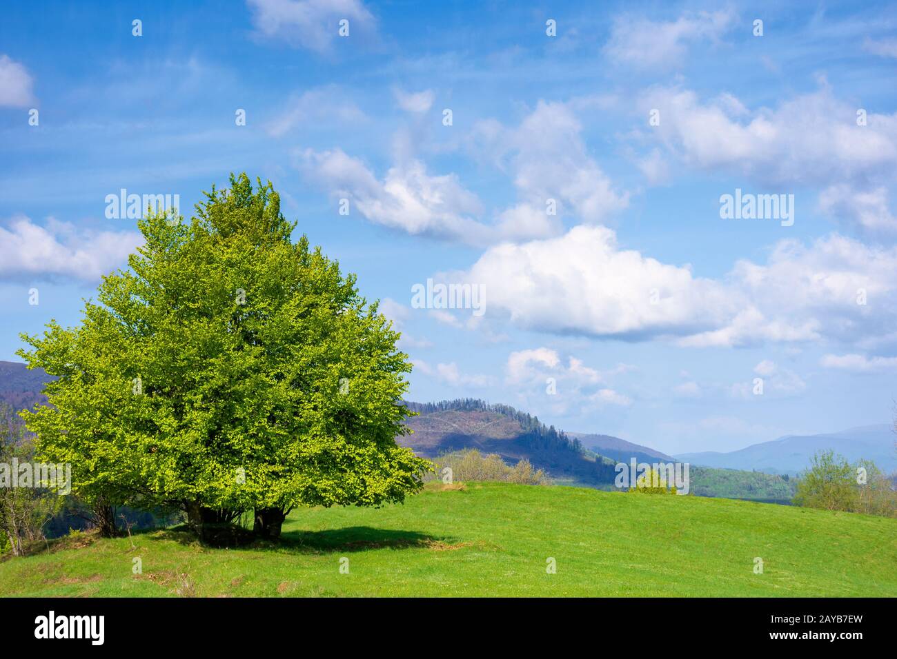 Lonely tree on windy day hi-res stock photography and images - Alamy
