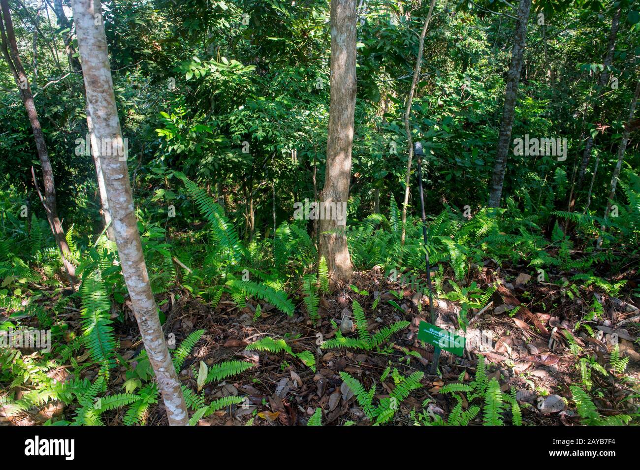 Forest with small trees planted by tourists in the tree planting ...