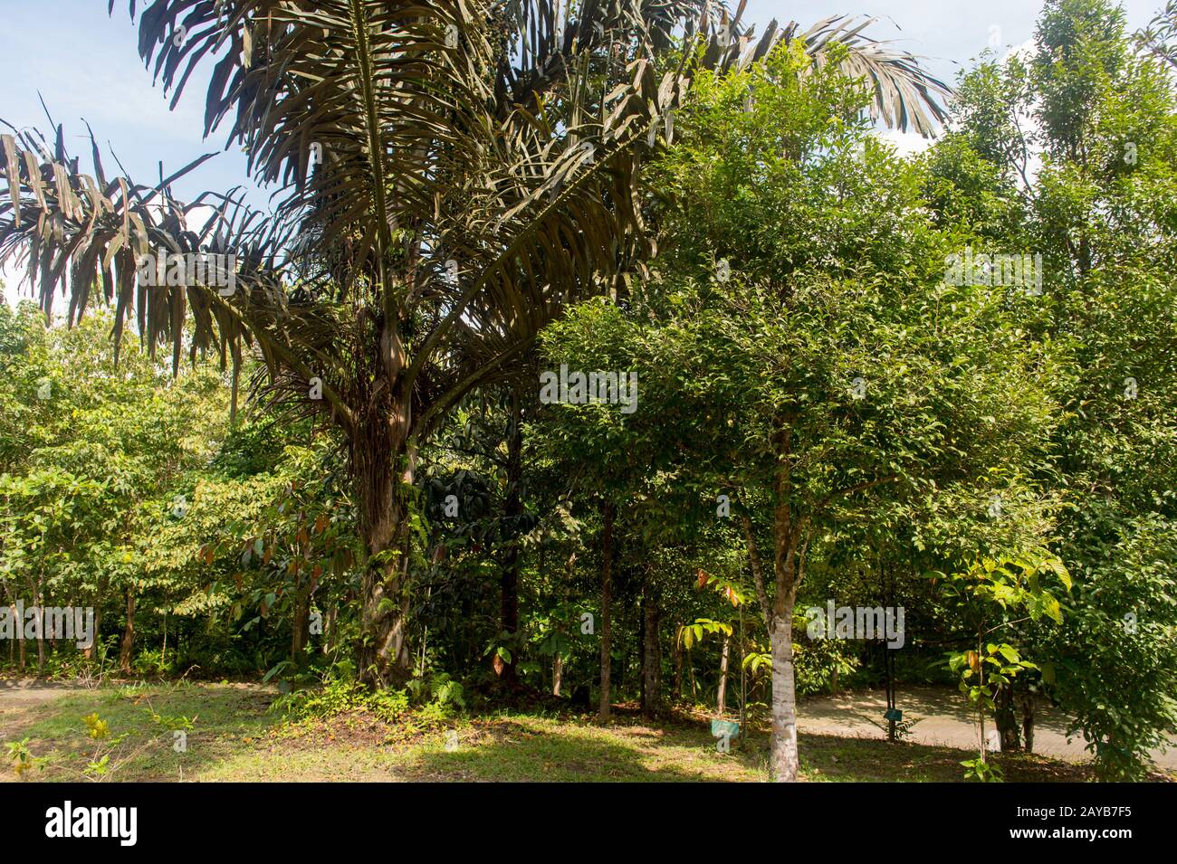 Sugar palm (Arenga pinnata) tree at Samboja near Balikpapan, on ...
