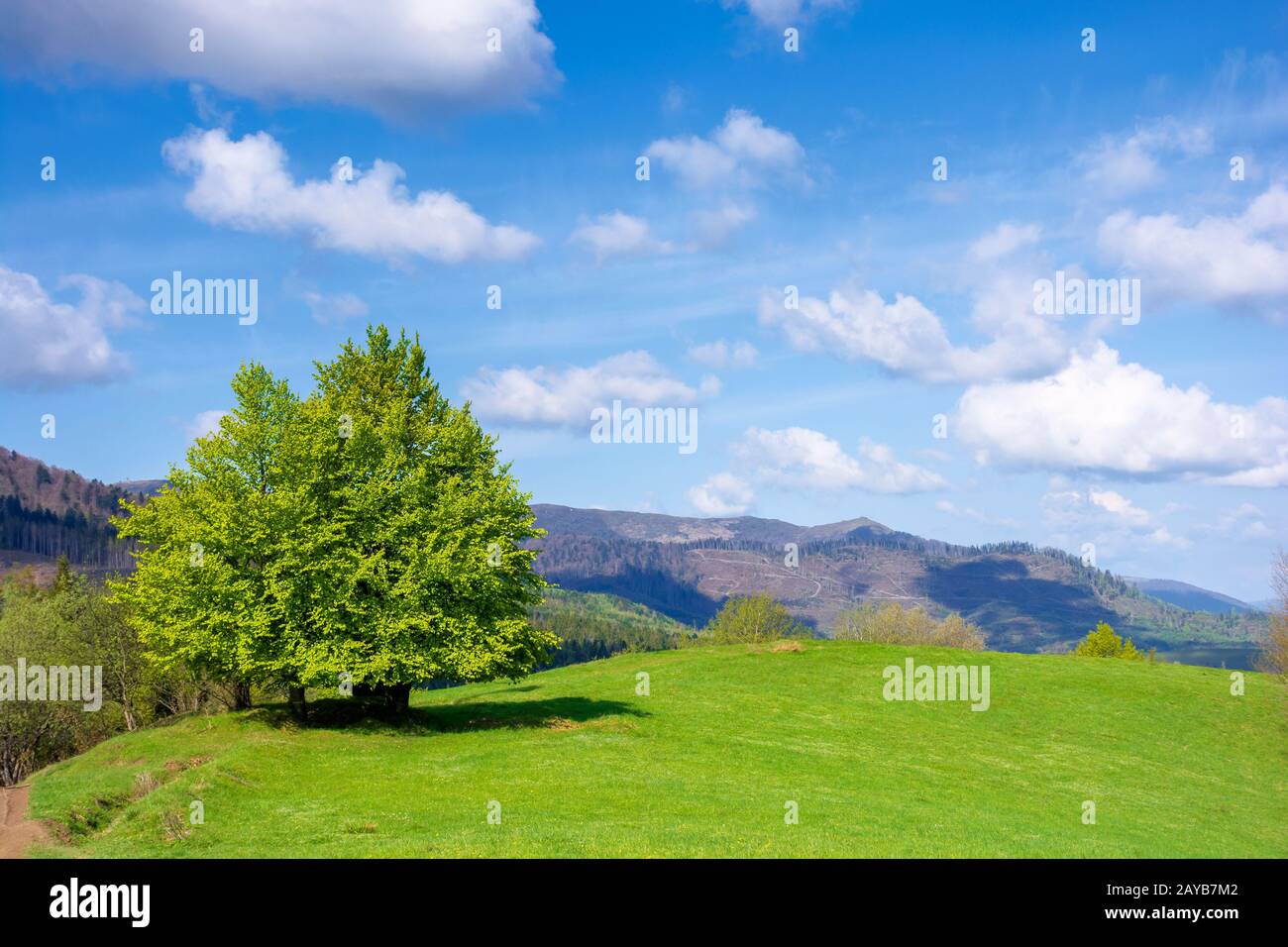 Lonely tree on windy day hi-res stock photography and images - Alamy