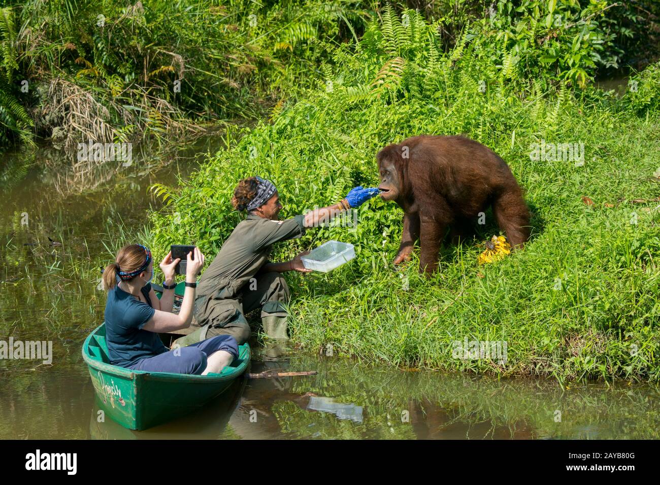 Orangutans (Pongo pygmaeus) being fed on the Orangutan Islands ...