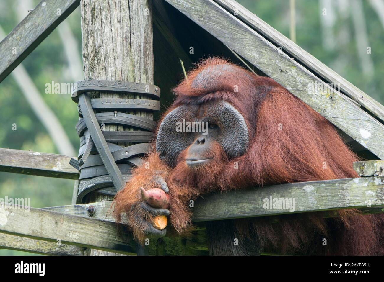 Indonesian sweet potato hi-res stock photography and images - Alamy