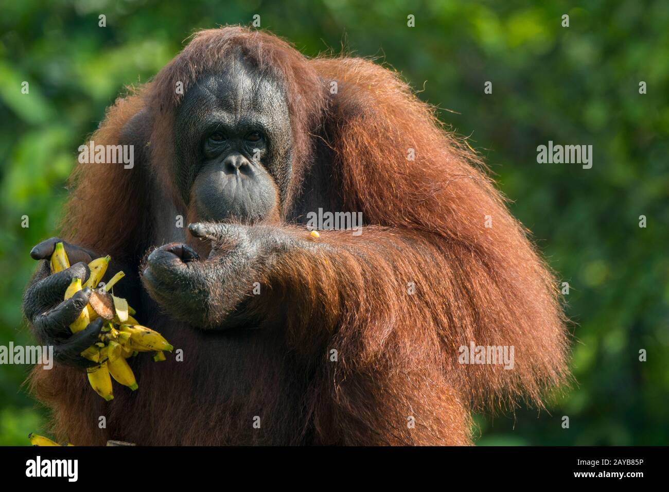 Borneo orangutan banana hi-res stock photography and images - Alamy