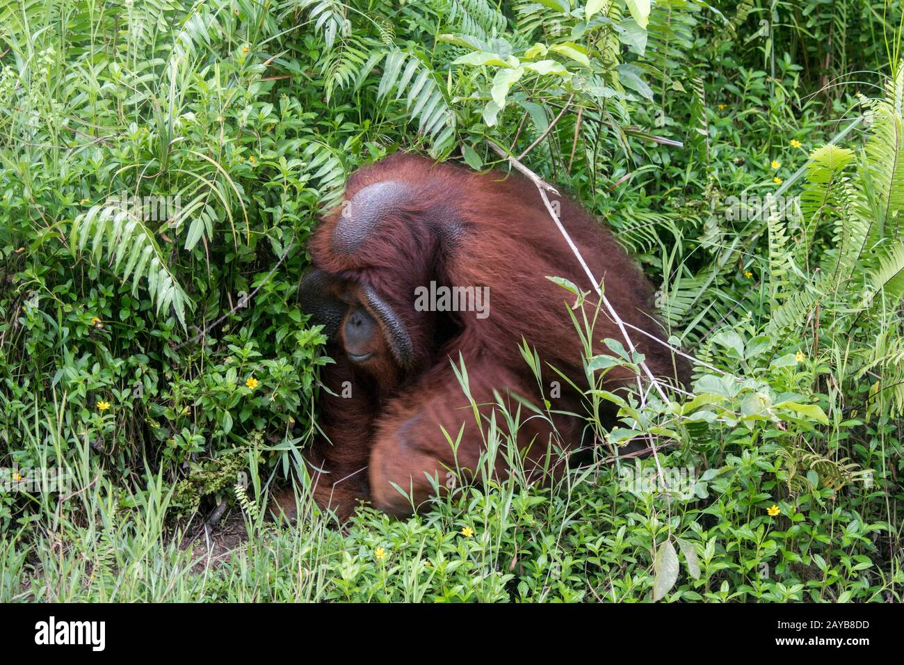 Borneo orangutan survival foundation hi-res stock photography and ...