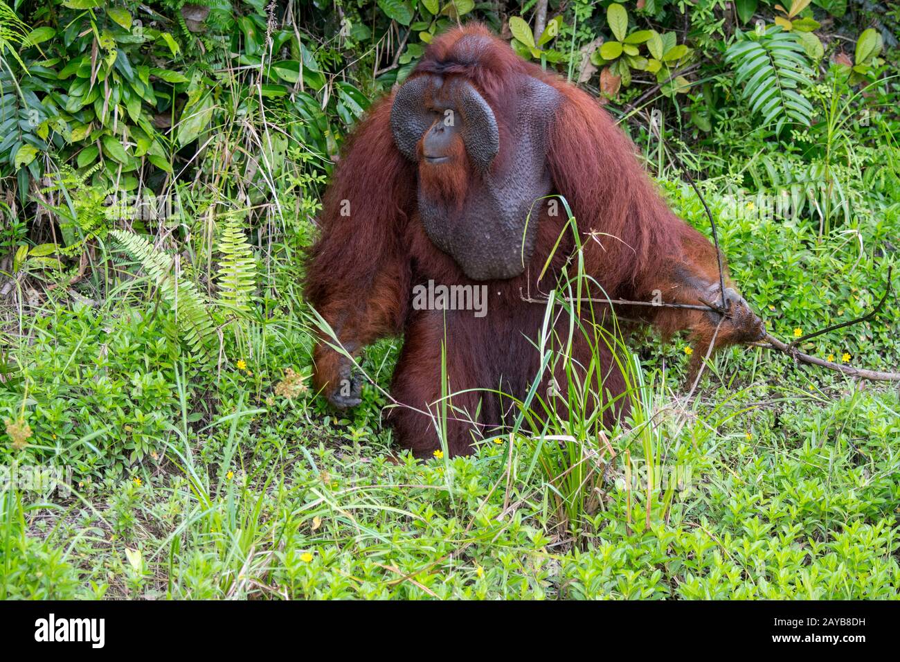 A male Orangutan (Pongo pygmaeus) is dragging a branch on an Orangutan ...