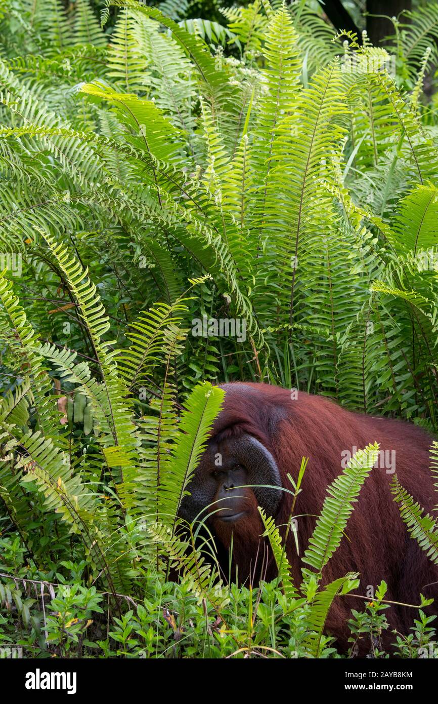 A male Orangutan (Pongo pygmaeus) is sitting in the vegetation on an ...