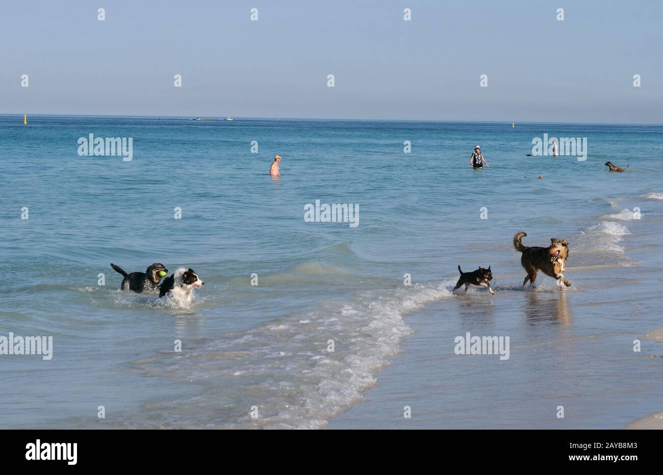 Whitford dog beach perth australia hi-res stock photography and images ...