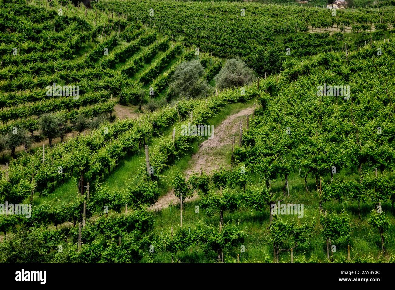 Vineyards on the slopes of the hills in Valdobbiadene Stock Photo - Alamy