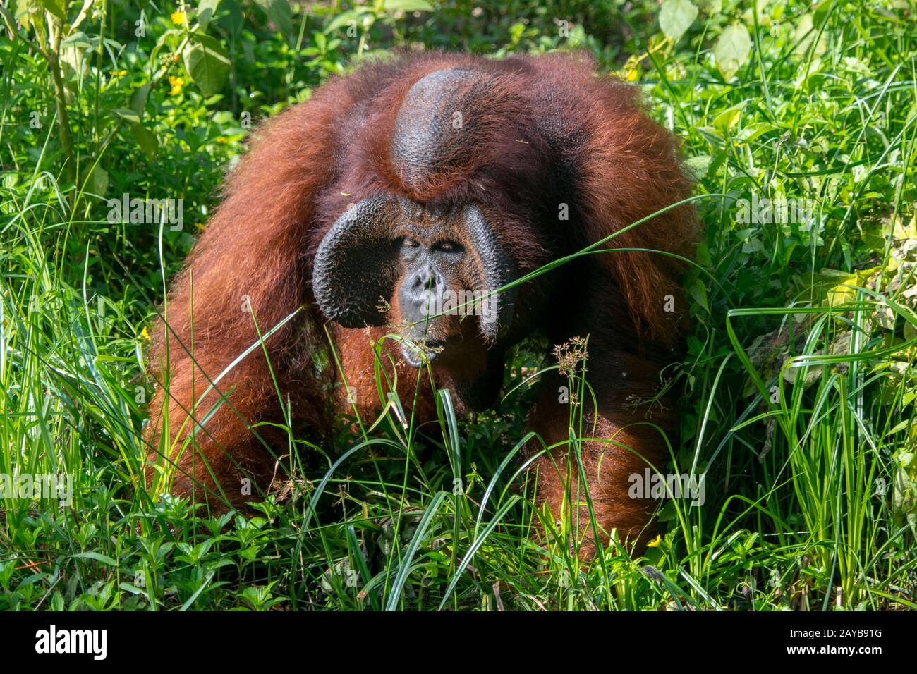 A male Orangutan (Pongo pygmaeus) is sitting in the vegetation on an ...