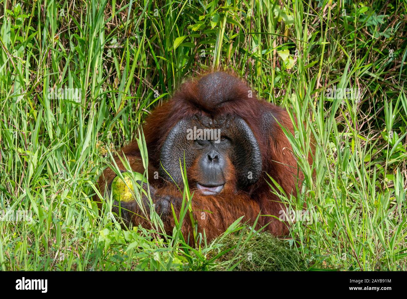 A male Orangutan (Pongo pygmaeus) is sitting in the vegetation on an ...