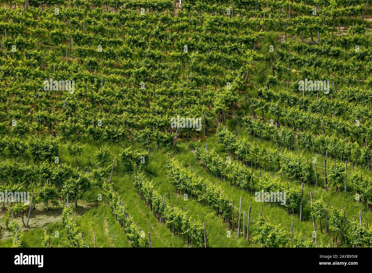 Vineyard on the hill Stock Photo - Alamy
