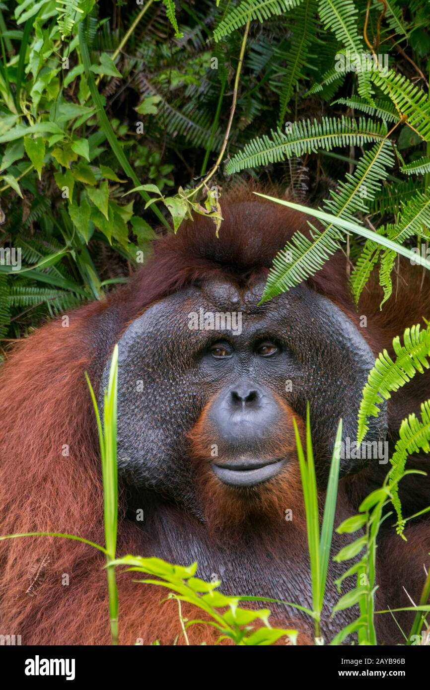 Portrait of a male Orangutan (Pongo pygmaeus) on an Orangutan Island ...