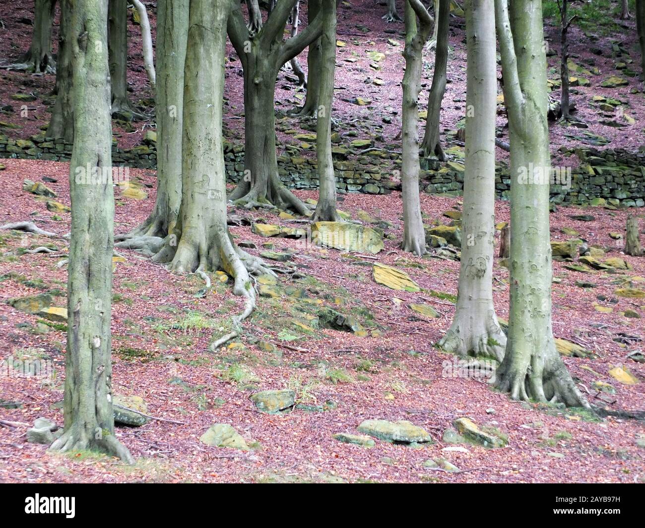 beech tree trunks in green mossy colors in a red rocky forest floor ...