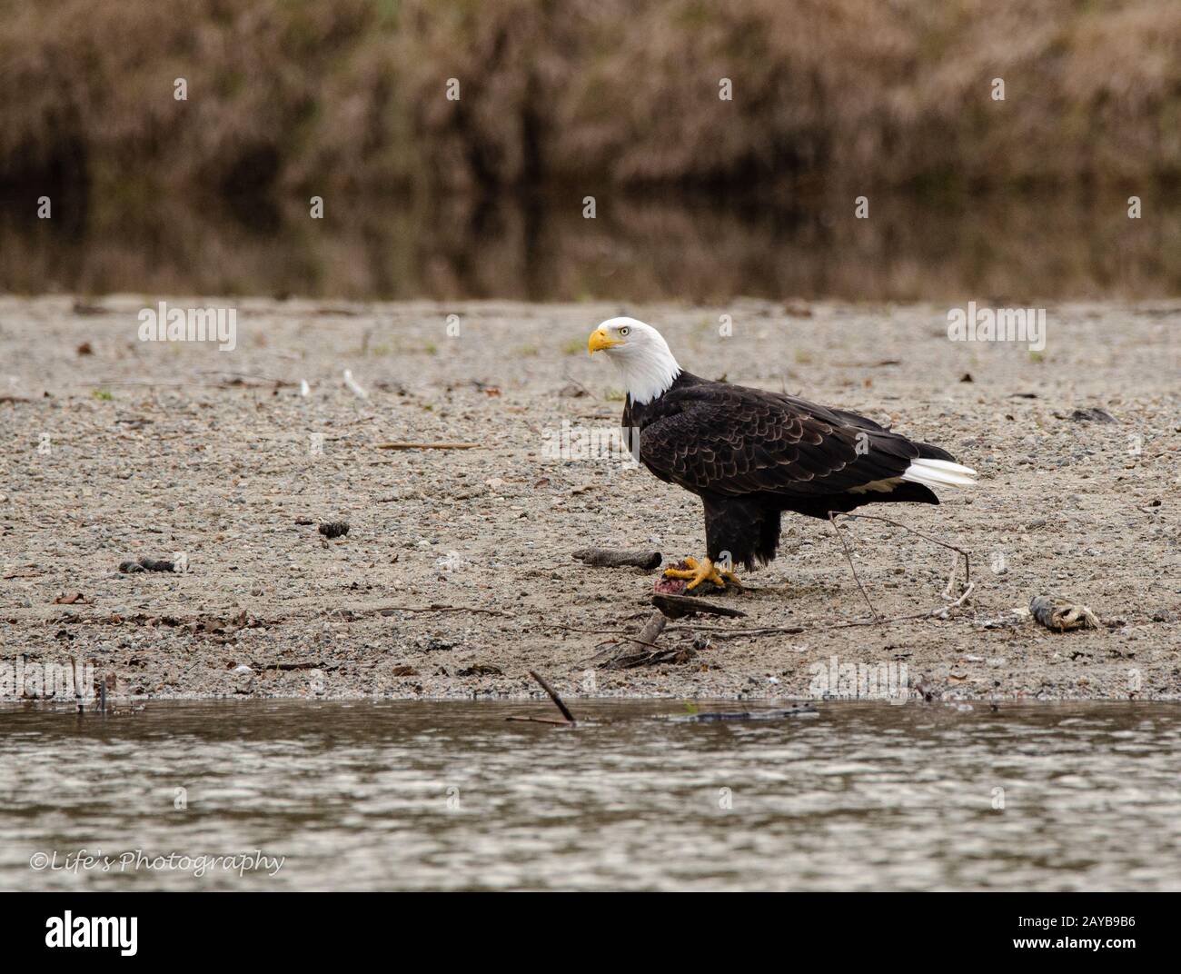 Eagles standing hi-res stock photography and images - Alamy